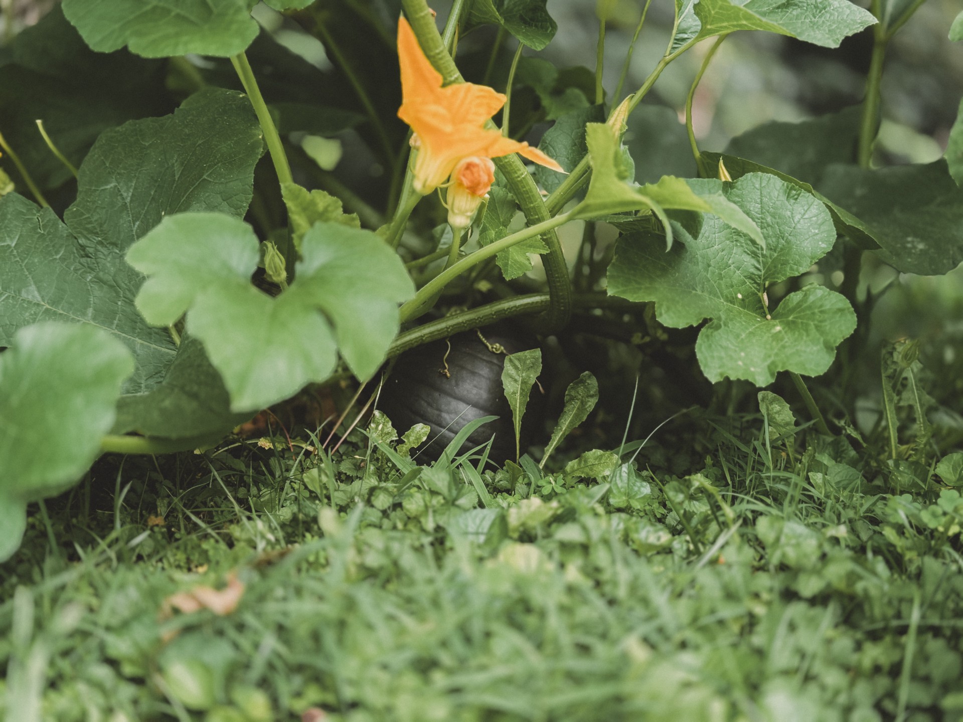 Pumpkin in the Side Yard - United Church Homes